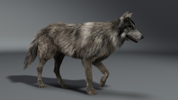 Wolf 3D Models for Download | TurboSquid