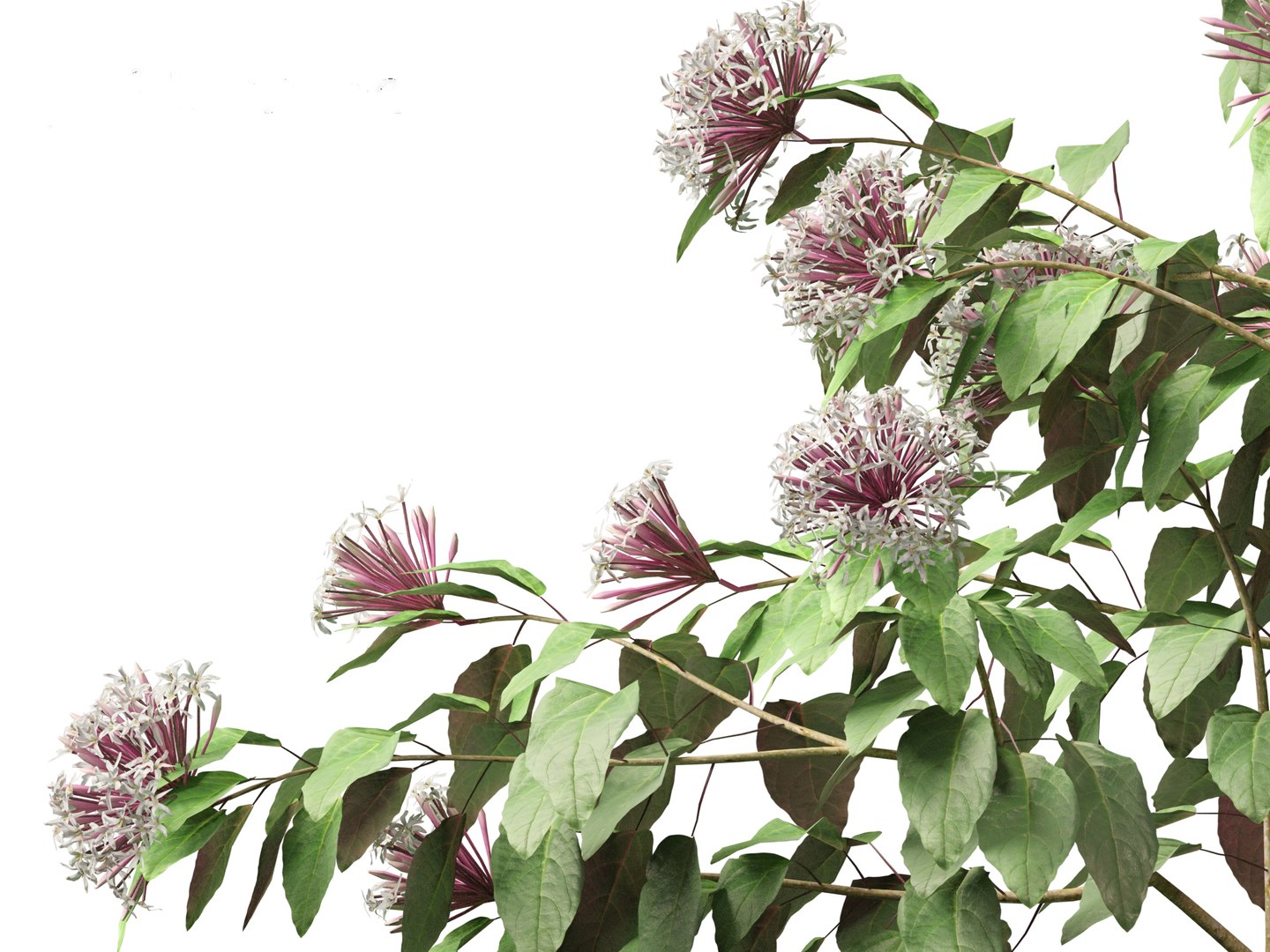 3D Clerodendrum Quadriloculare - Starburst Shrub - TurboSquid 2120591