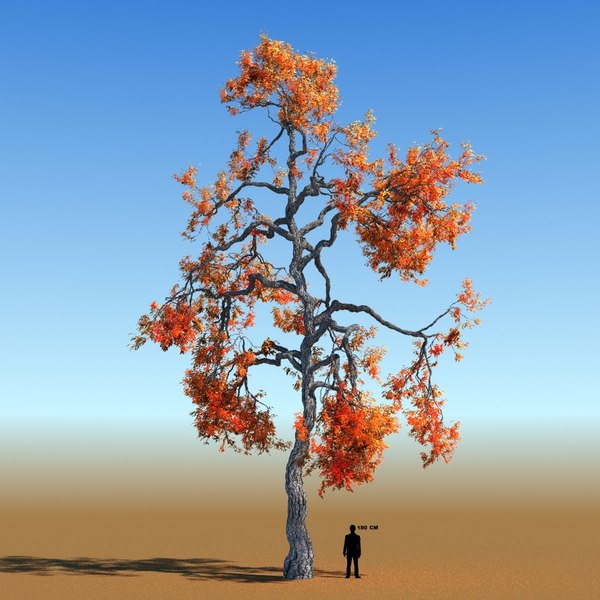 Tree Rainforest 3D Models for Download | TurboSquid