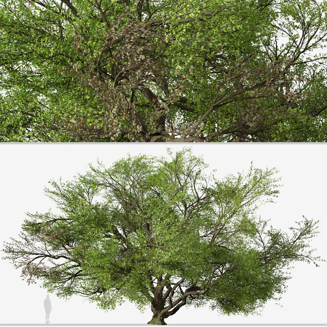 3D Quercus Virginiana Or Southern Live Oak Tree Model - TurboSquid 1968498