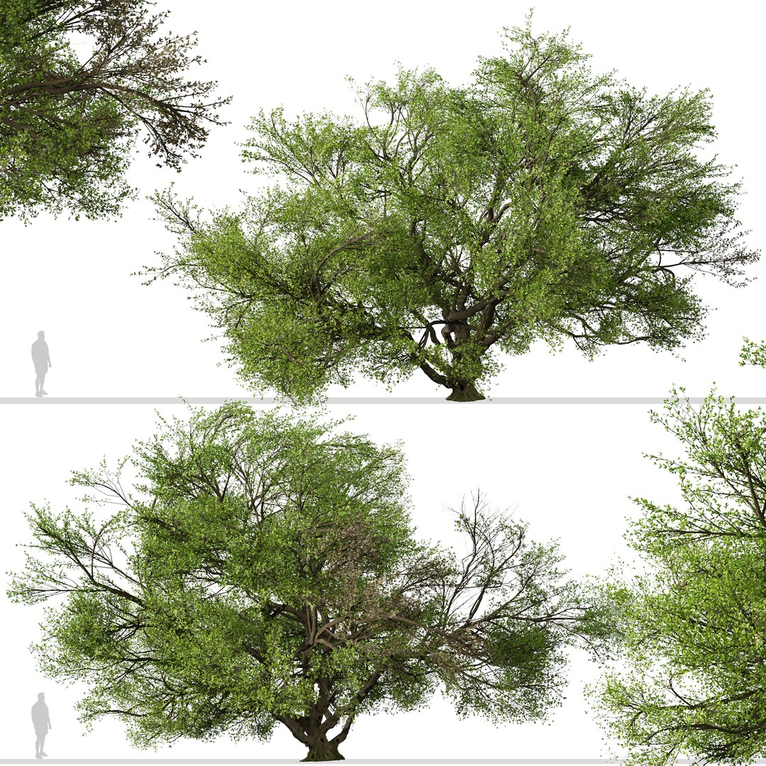 3D Quercus Virginiana Or Southern Live Oak Tree Model - TurboSquid 1968498