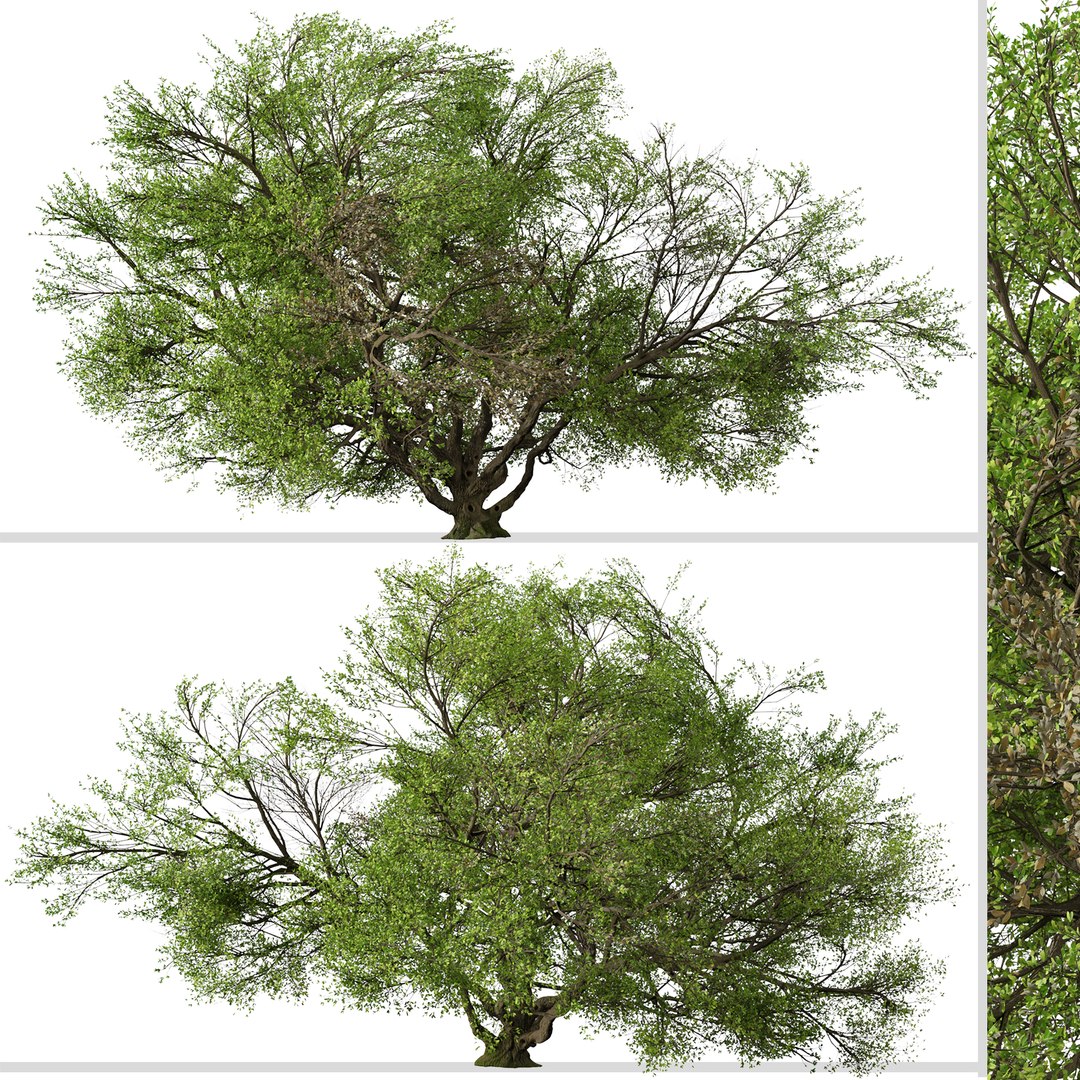 3D Quercus Virginiana Or Southern Live Oak Tree Model - TurboSquid 1968498