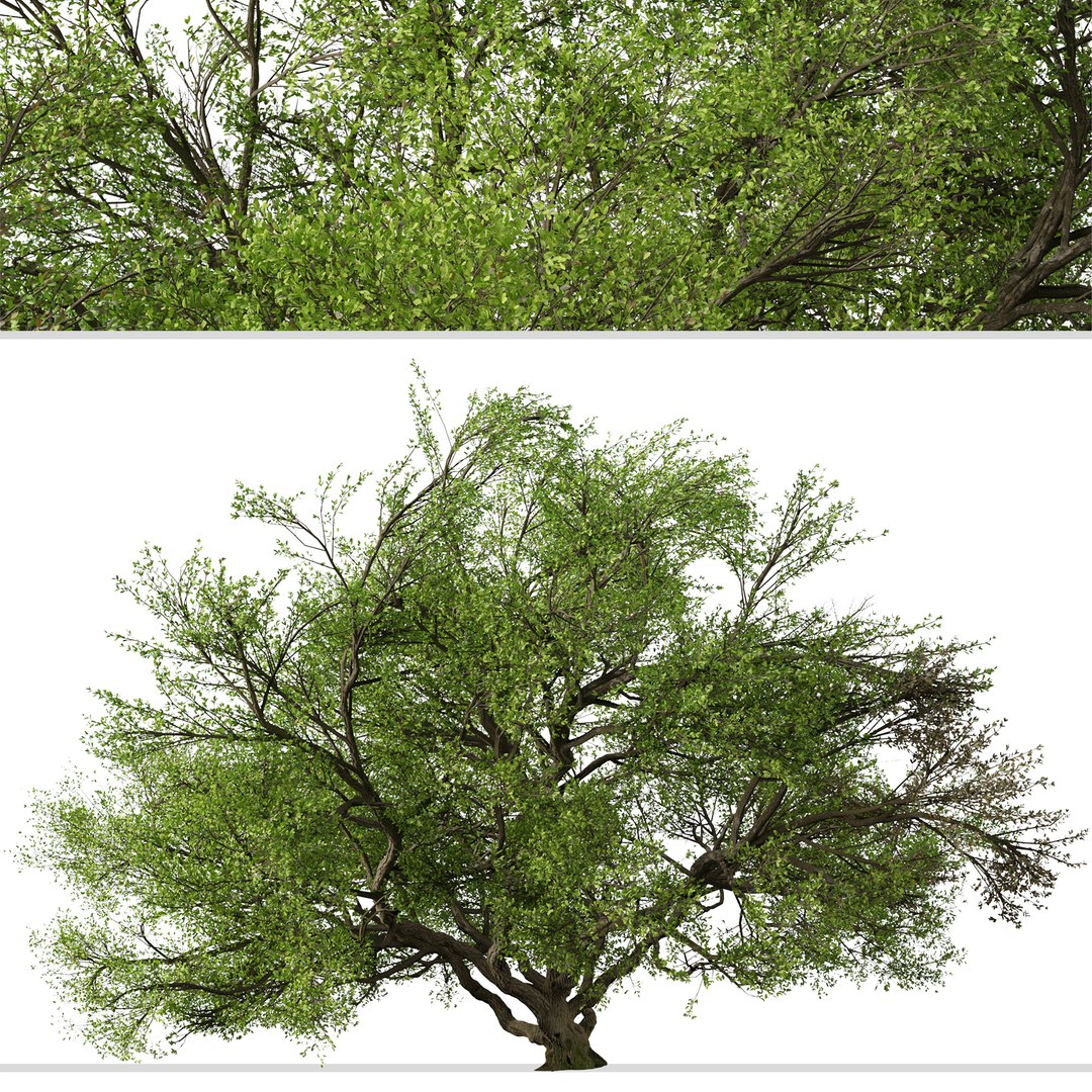 3D Quercus Virginiana Or Southern Live Oak Tree Model - TurboSquid 1968498