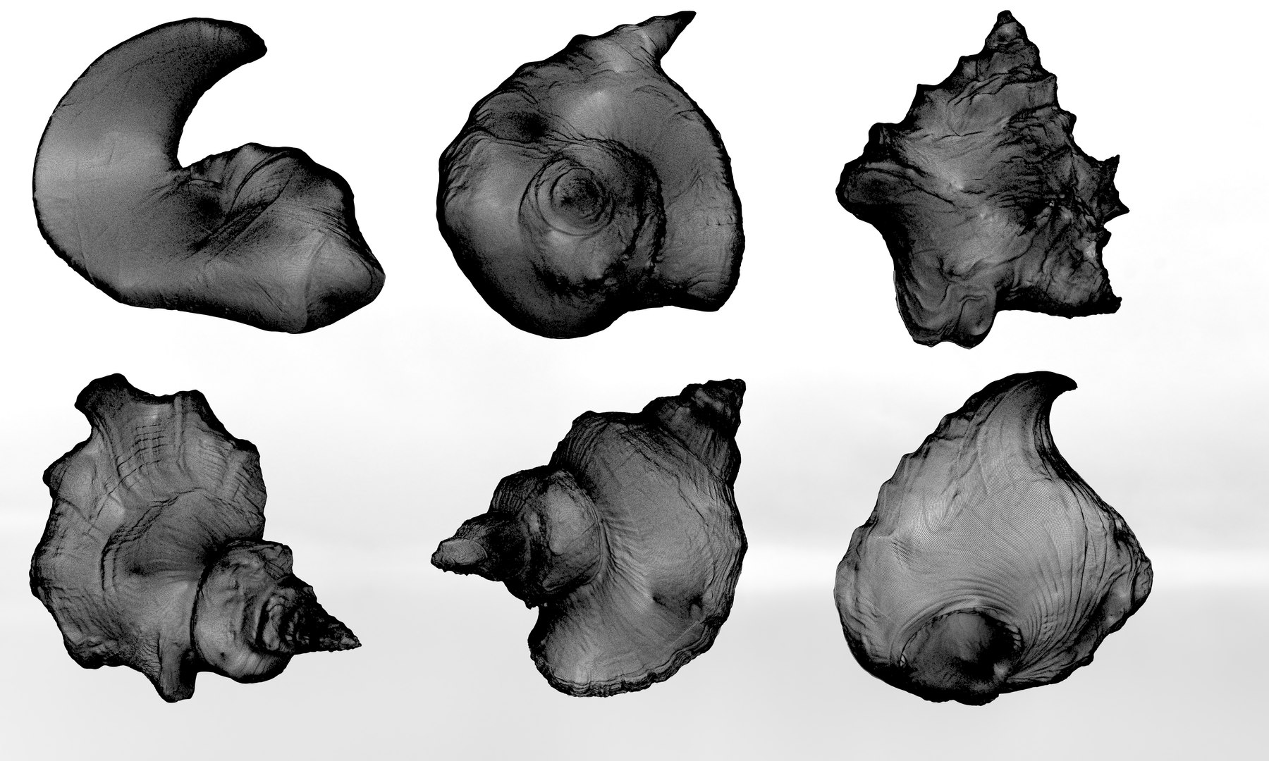 Colorfull Seashell Pack 3D model - TurboSquid 2177568