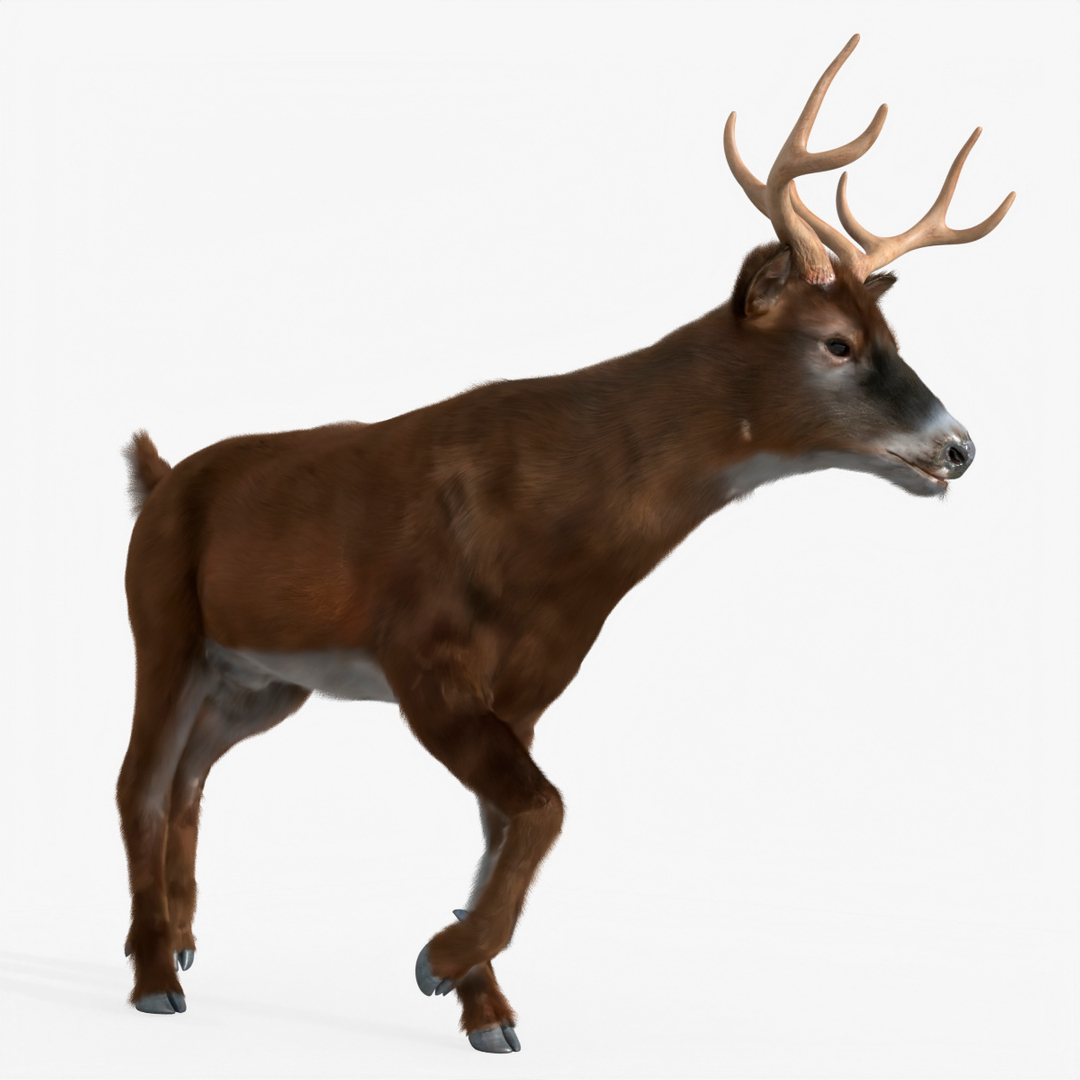 modèle 3D de Fourrure animée de cerf de Virginie, compatible avec ...