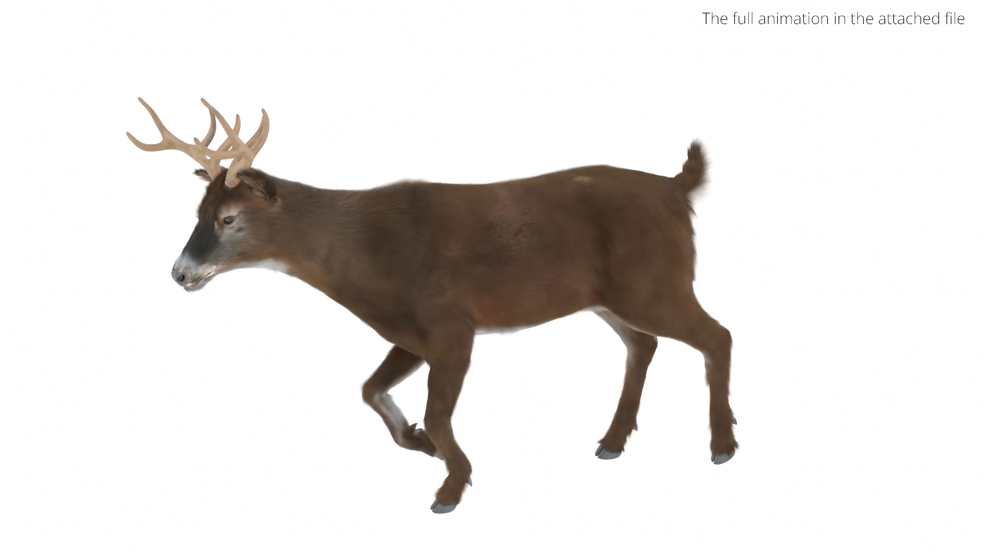 3D Virginia Deer Animated Fur Rigged For Blender Model - TurboSquid 2500794