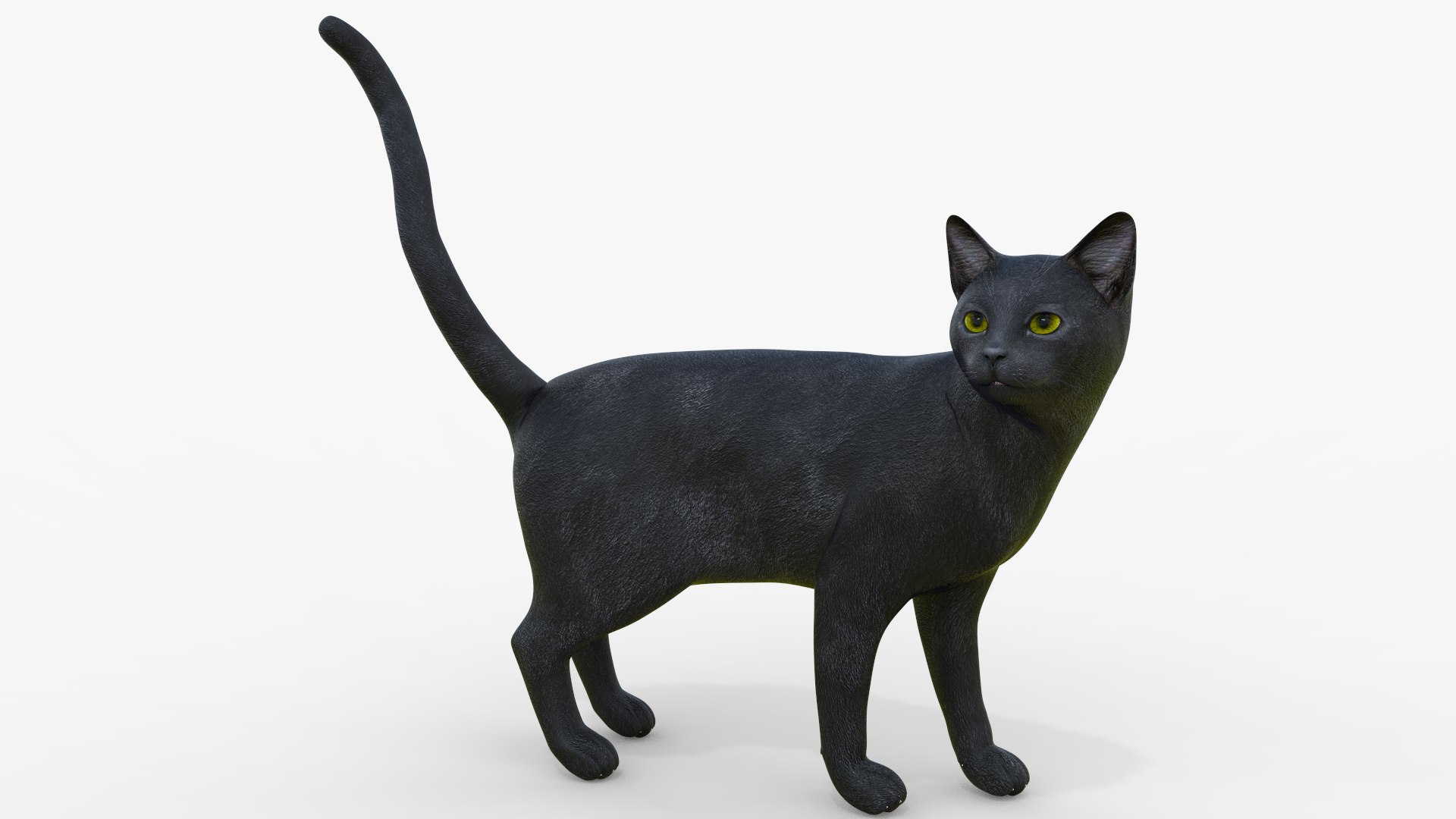 Black Cat Rigged For Cinema 3D - TurboSquid 2069760
