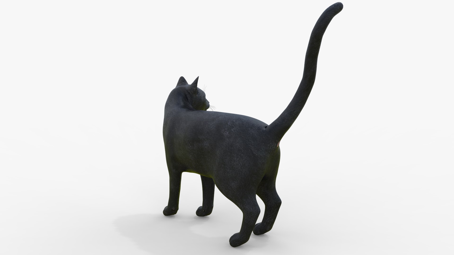 Black Cat Rigged For Cinema 3D - TurboSquid 2069760