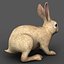 3d Model Rabbit