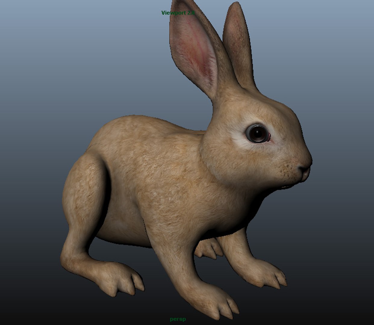 3d Model Rabbit