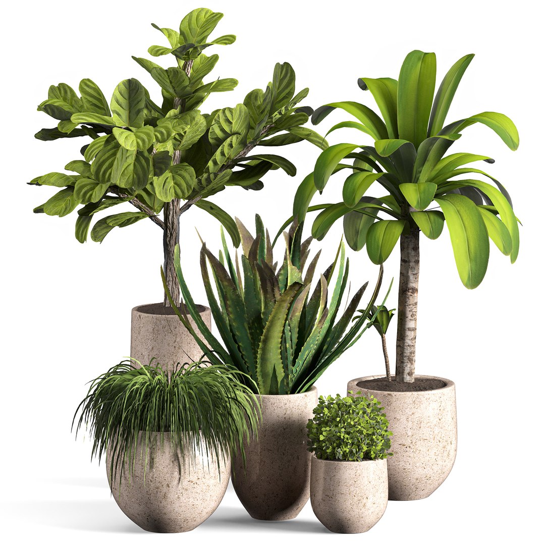 3D Indoor Plant Set 04 Model - TurboSquid 2073600