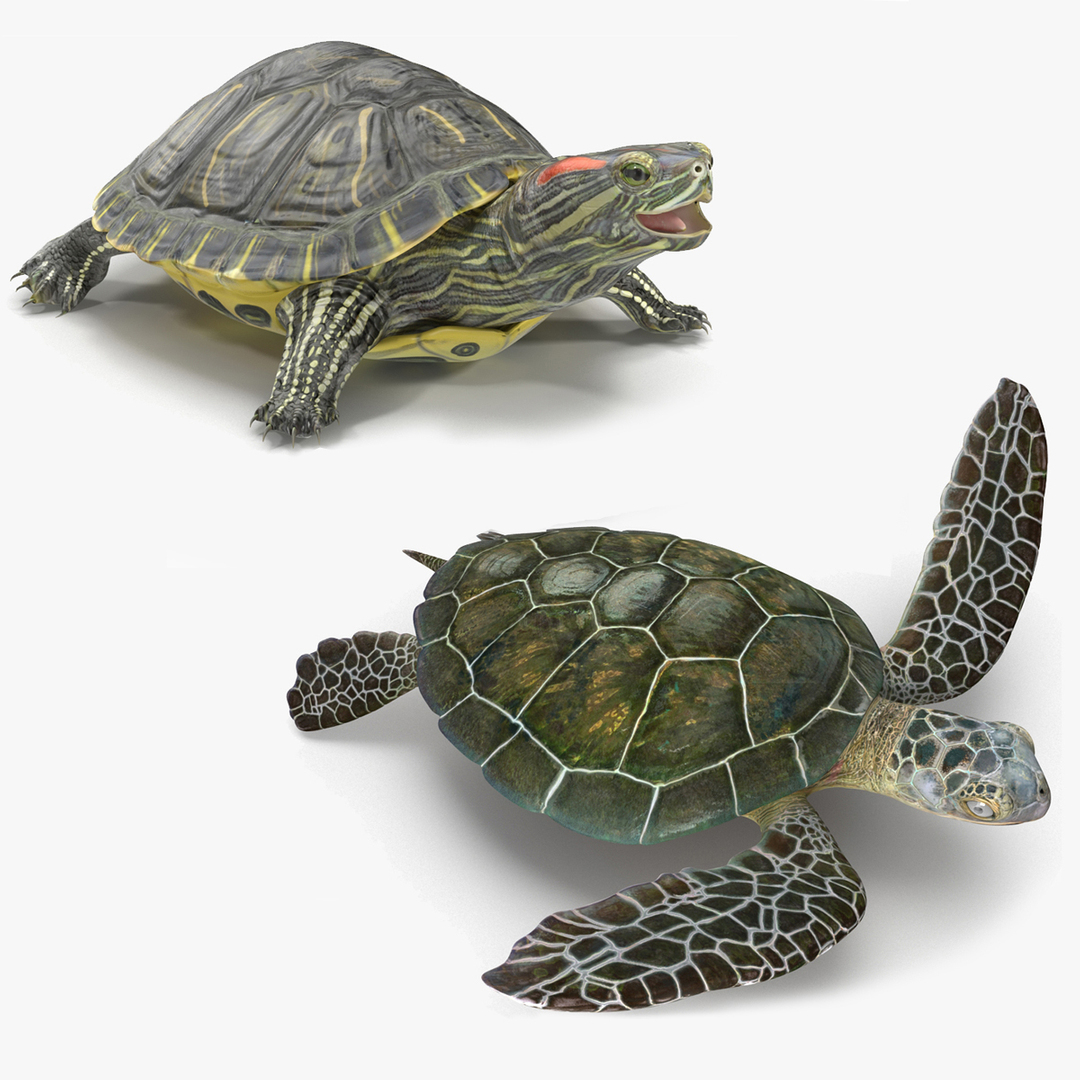 3D model turtles rigged - TurboSquid 1525310