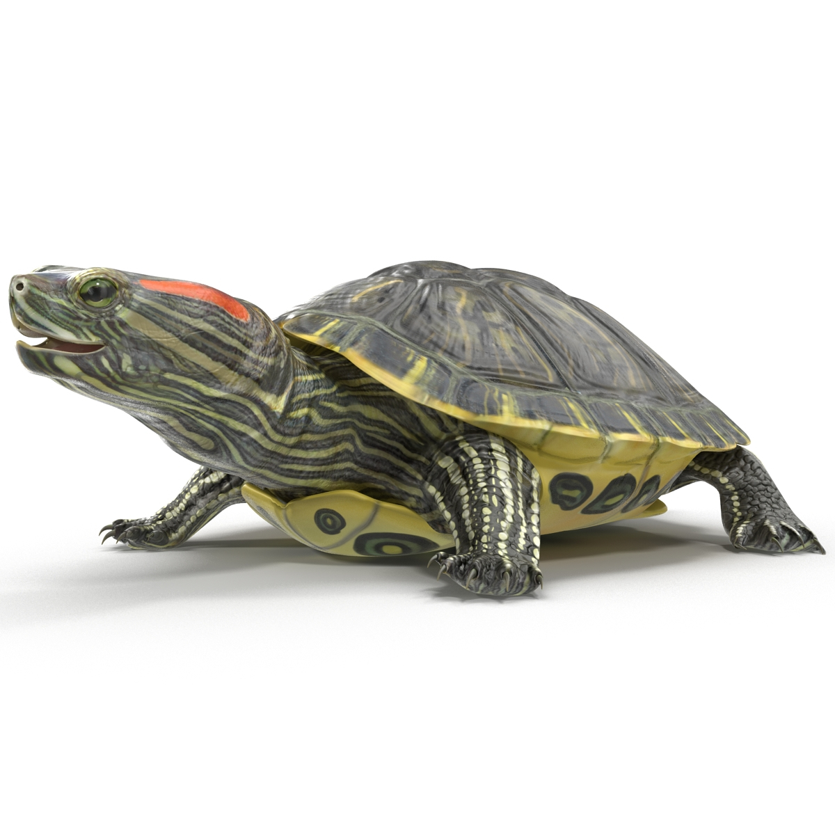 3D model turtles rigged - TurboSquid 1525310