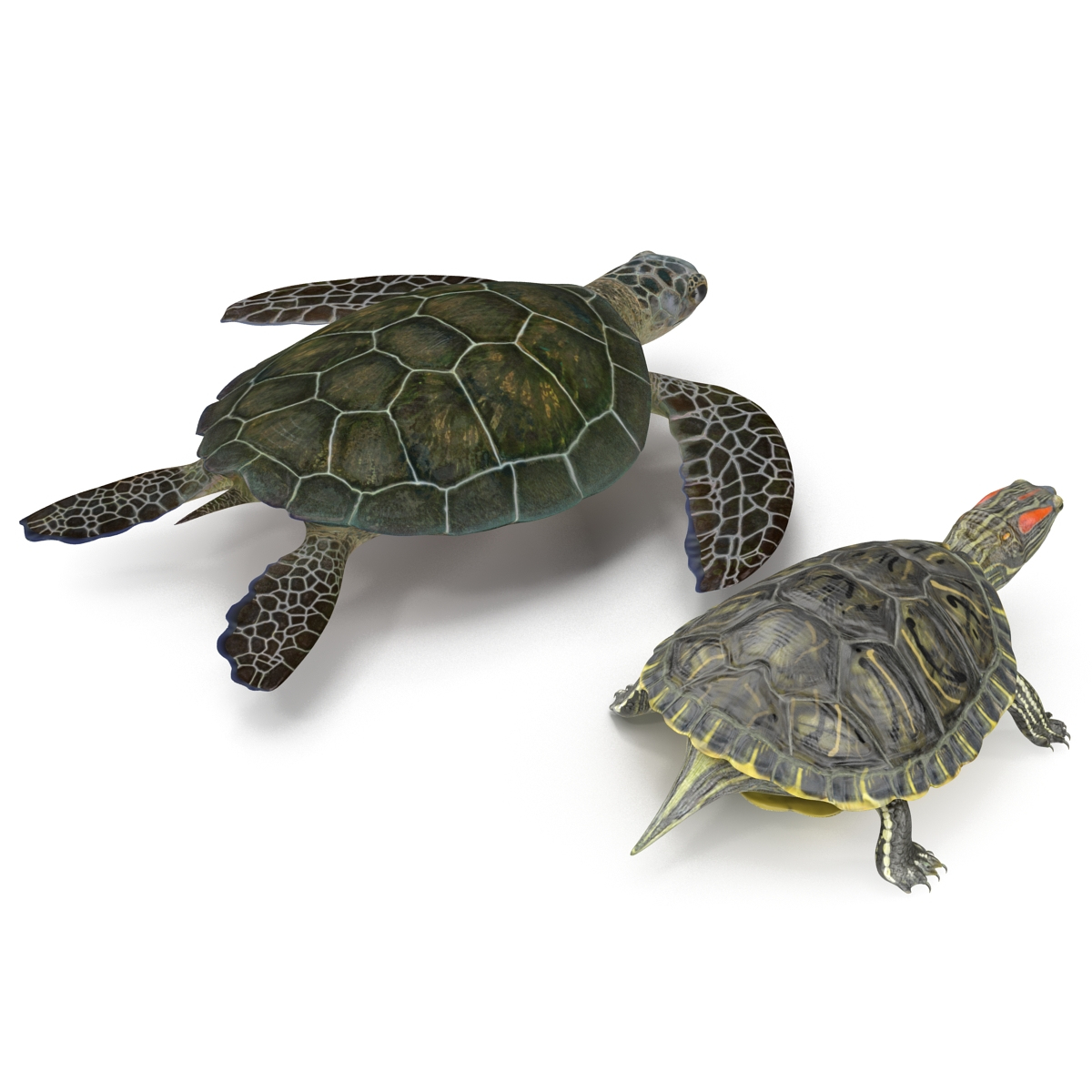 3D model turtles rigged - TurboSquid 1525310
