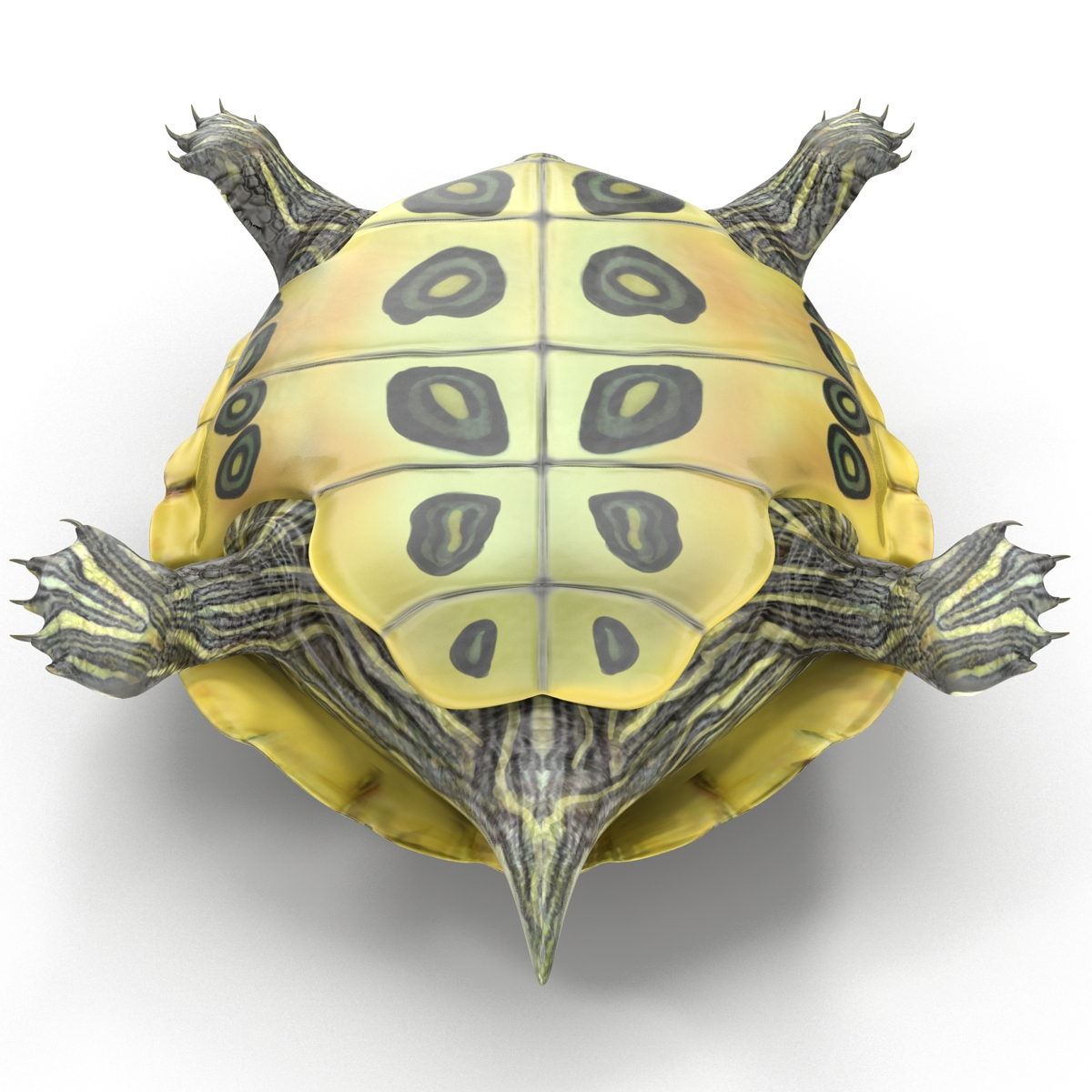 3D model turtles rigged - TurboSquid 1525310