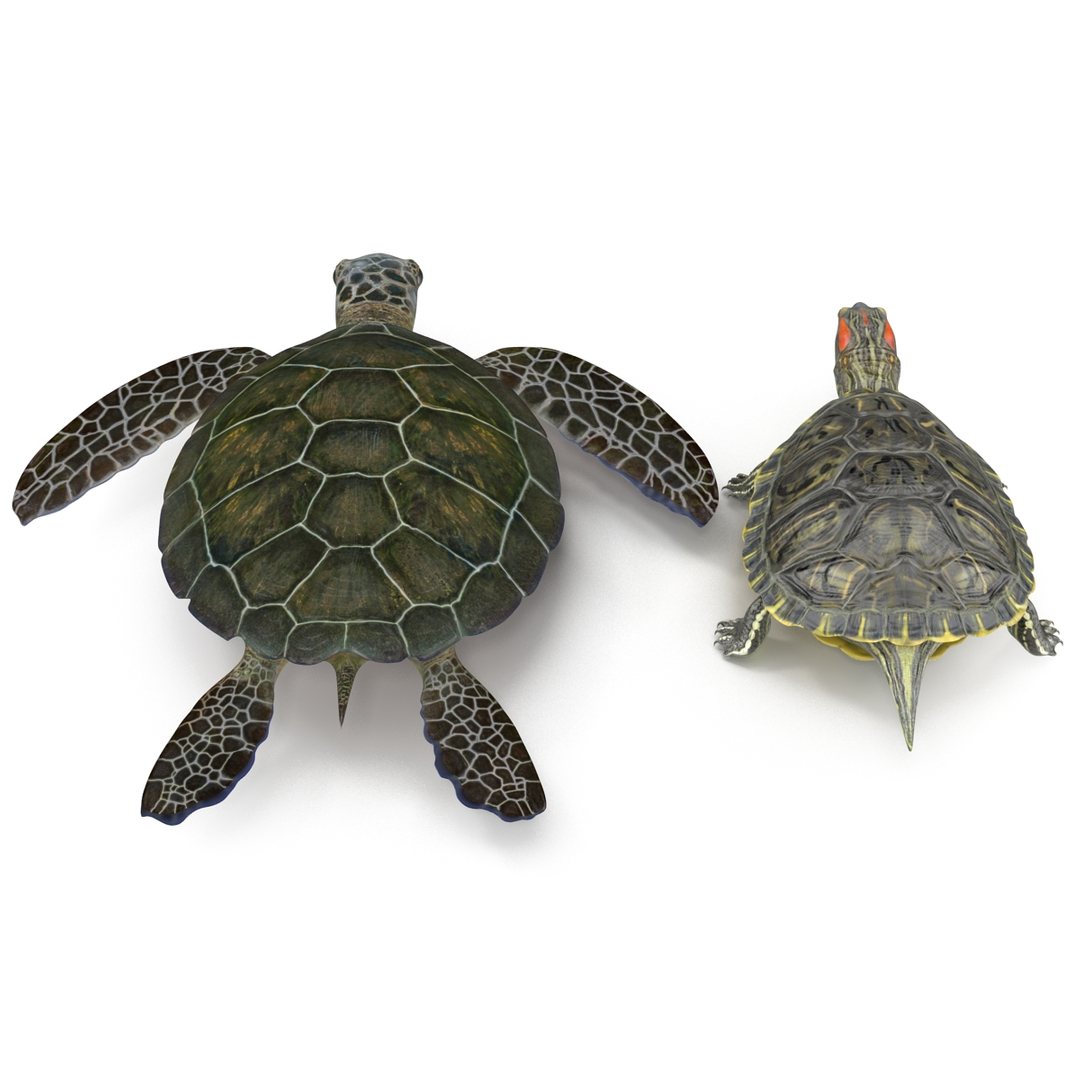 3D model turtles rigged - TurboSquid 1525310