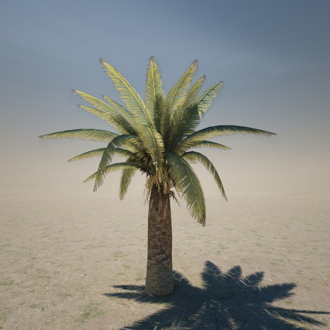 3d Medium Palm Tree