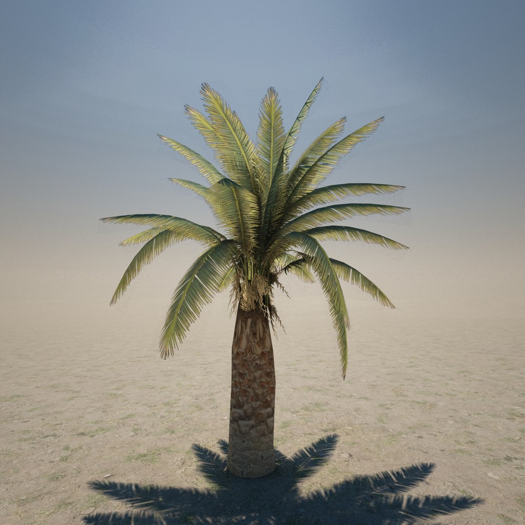 3d Medium Palm Tree