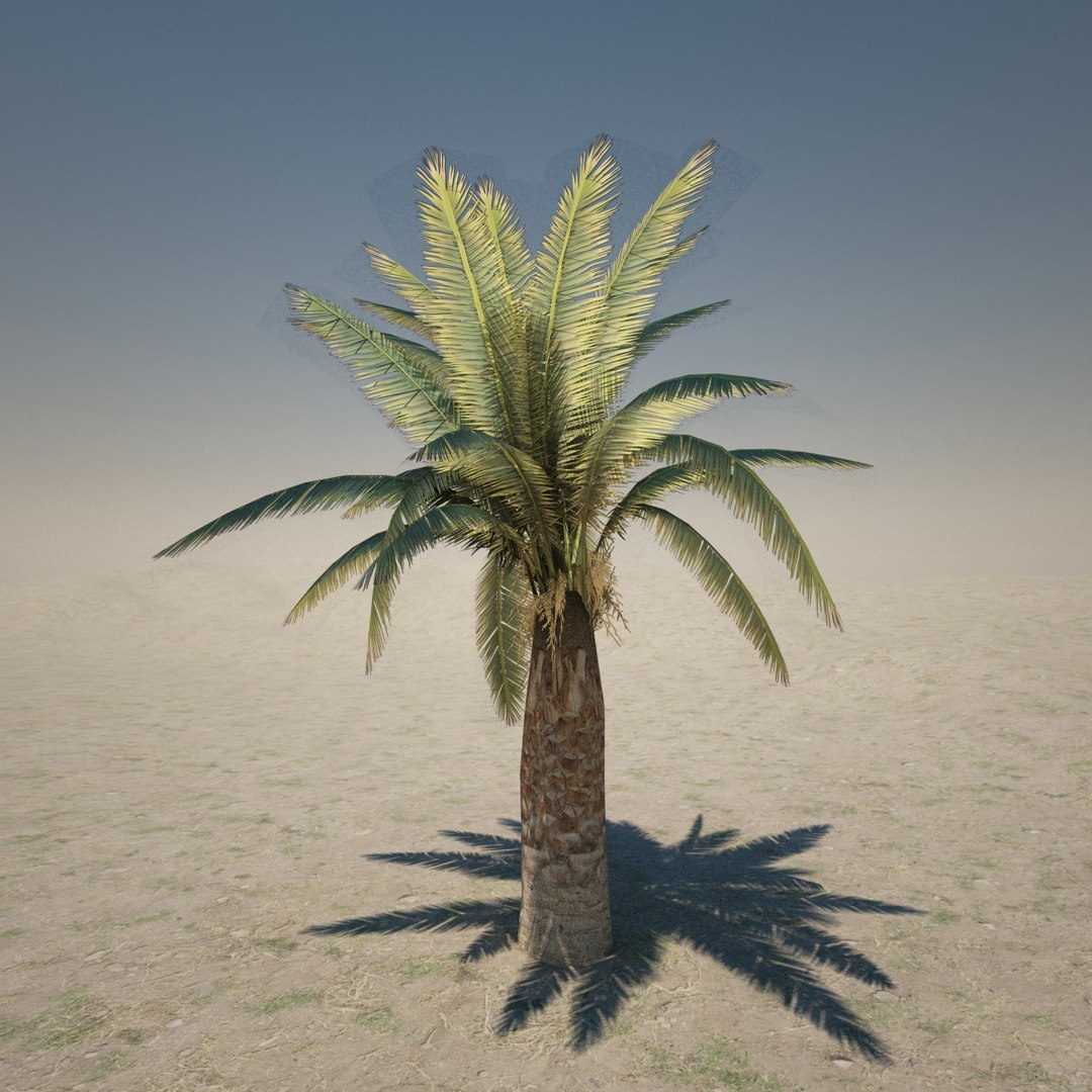 3d Medium Palm Tree