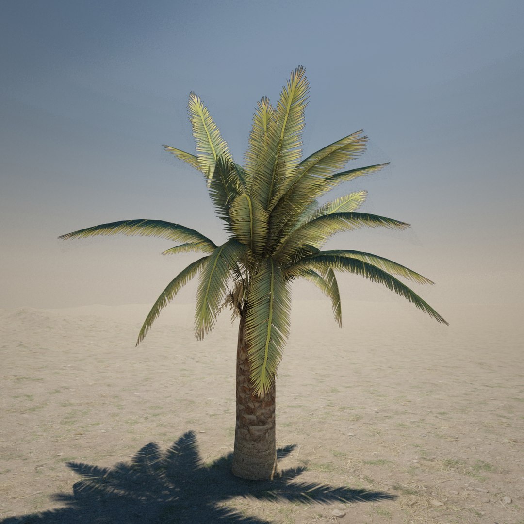 3d Medium Palm Tree