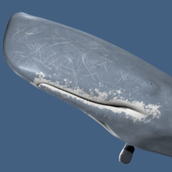 obj sperm whale