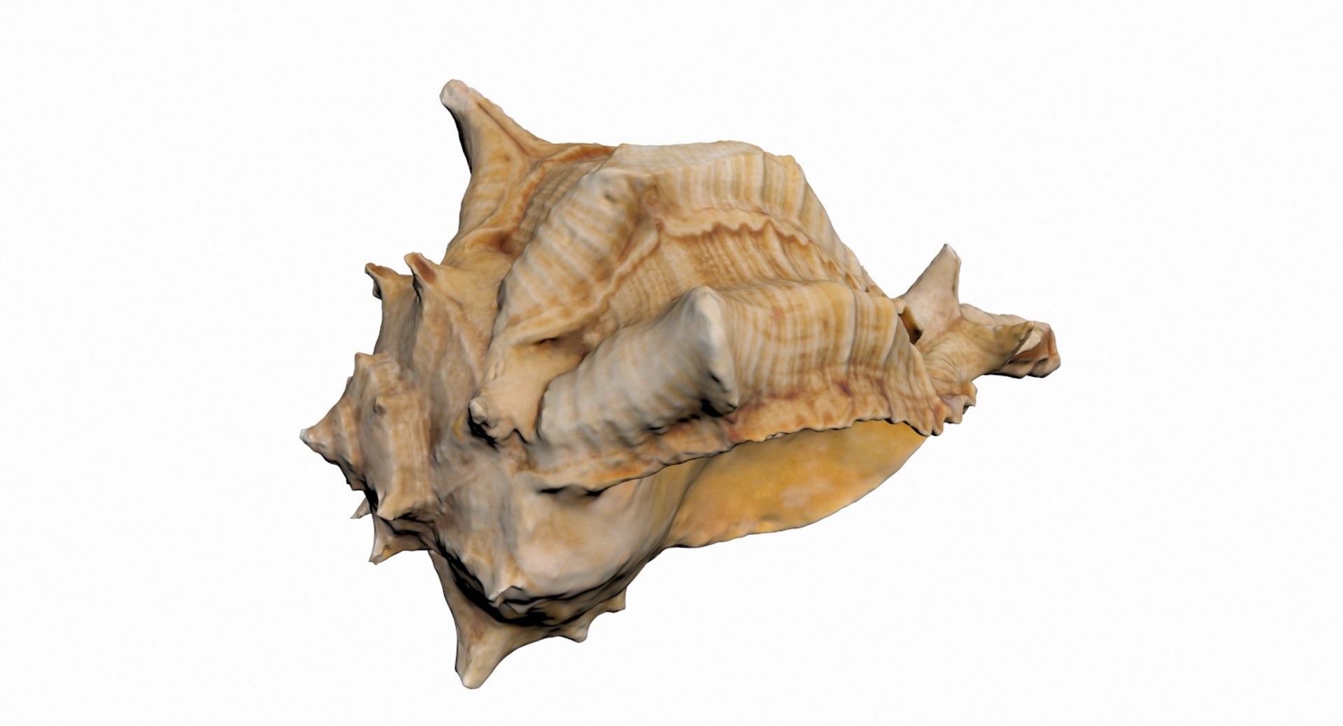 3D Sea Shell Model - TurboSquid 1382766