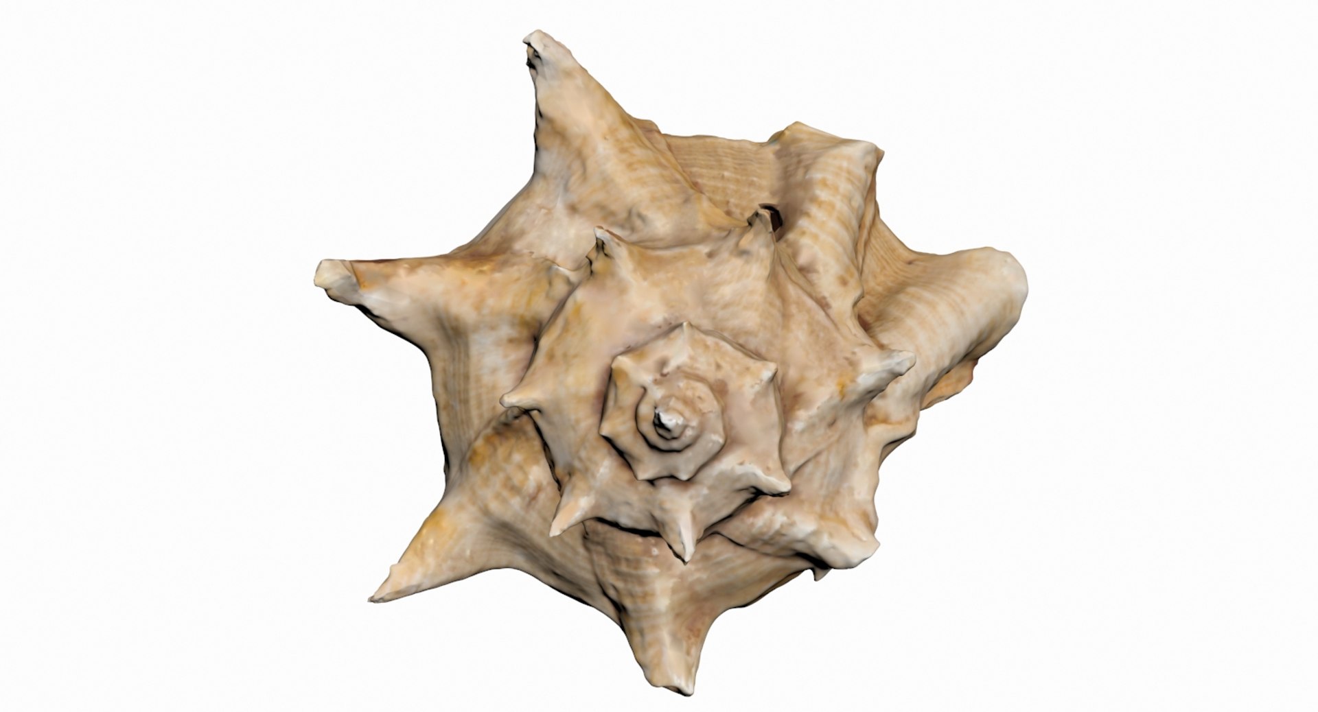 3D Sea Shell Model - TurboSquid 1382766