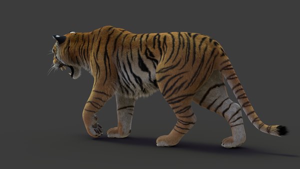 Tiger 2 fur rigged 3D model - TurboSquid 1447586