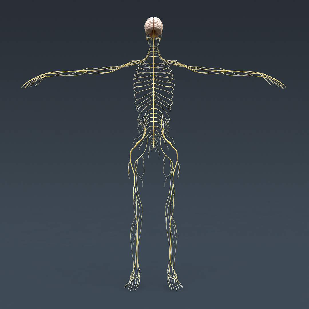3d model of human male female anatomy