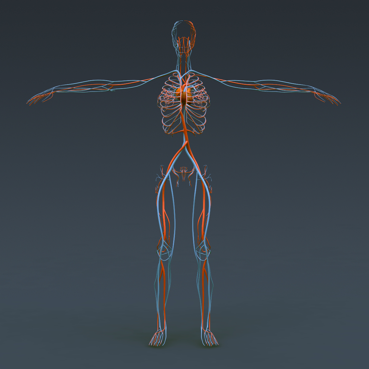 3d model of human male female anatomy