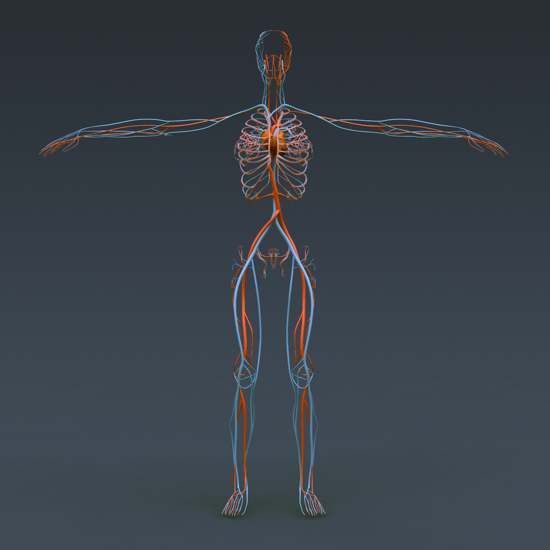 3d model of human male female anatomy