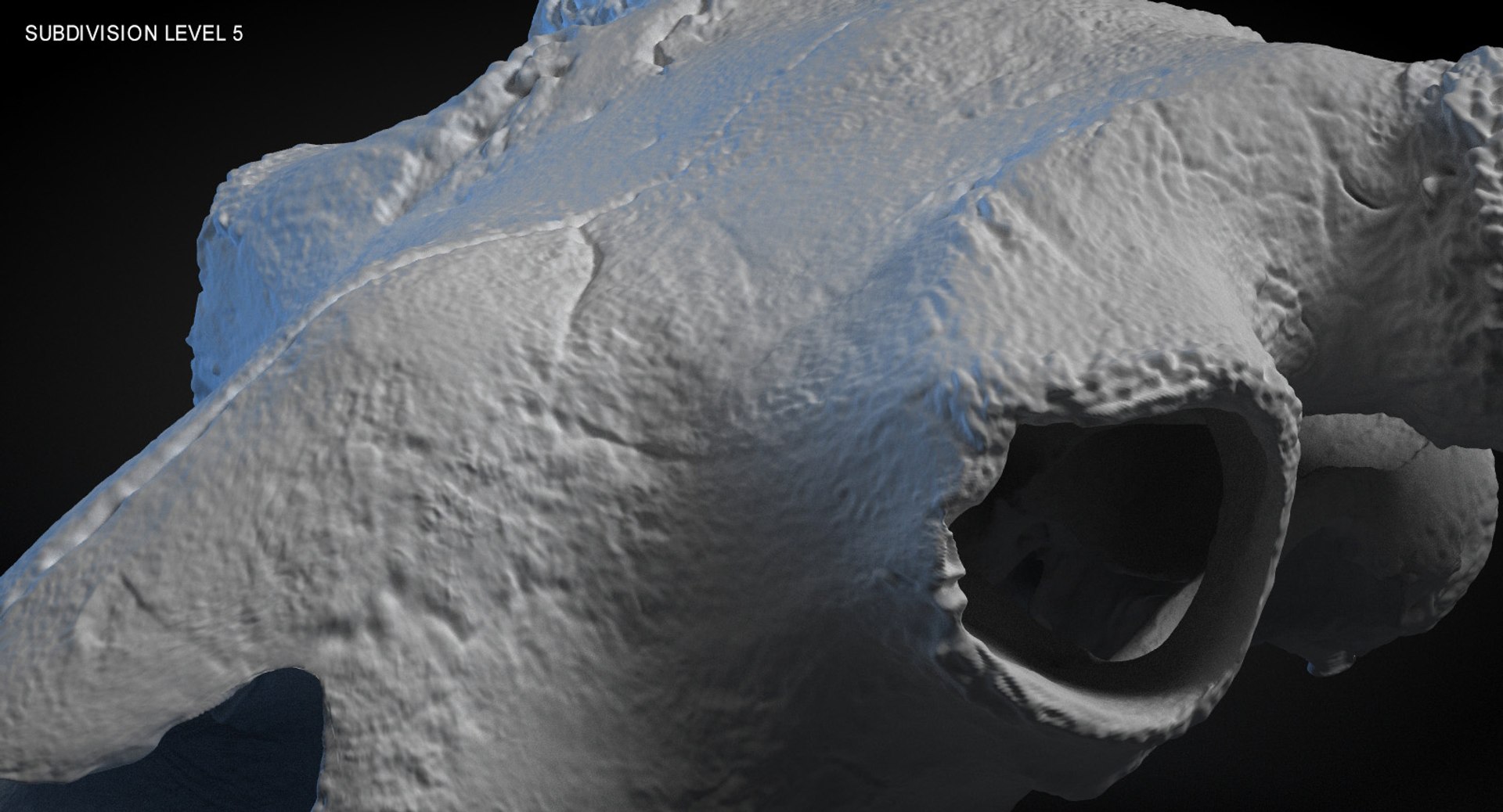 Buffalo Skull 3d Model