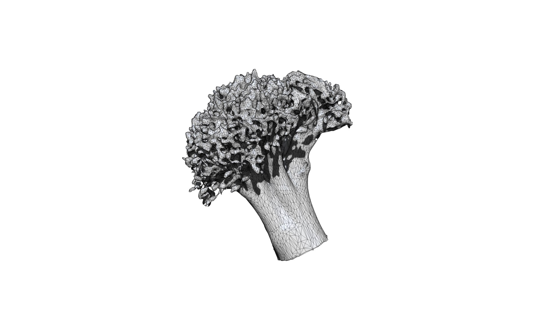 Broccoli Cut 3D CT Scan Model 6 Decimate 50percent Model - TurboSquid ...