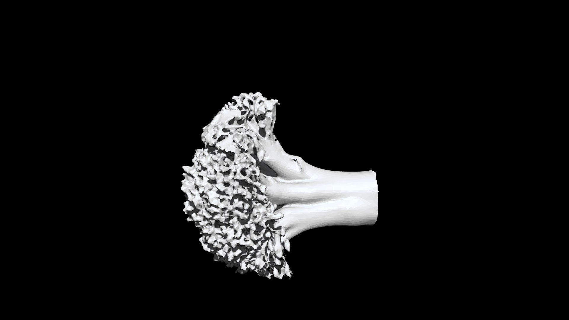 Broccoli Cut 3D CT Scan Model 6 Decimate 50percent Model - TurboSquid ...