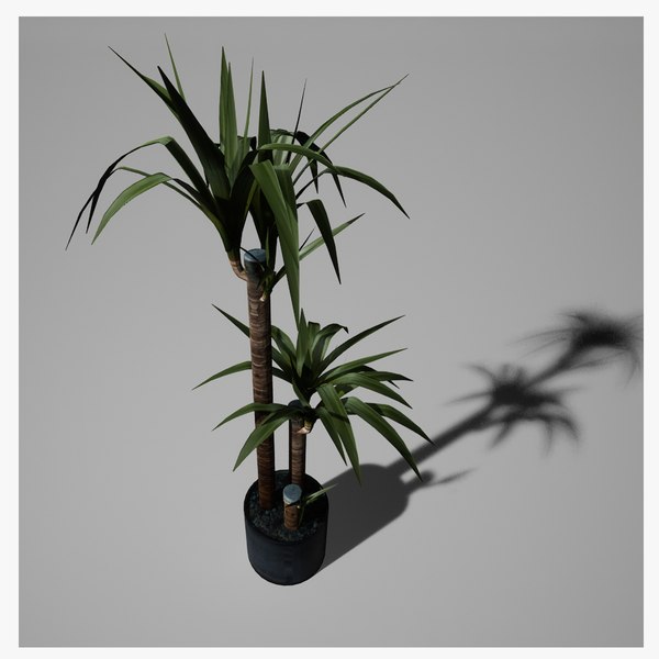 modelo 3d Yucca Plant - TurboSquid 1955123