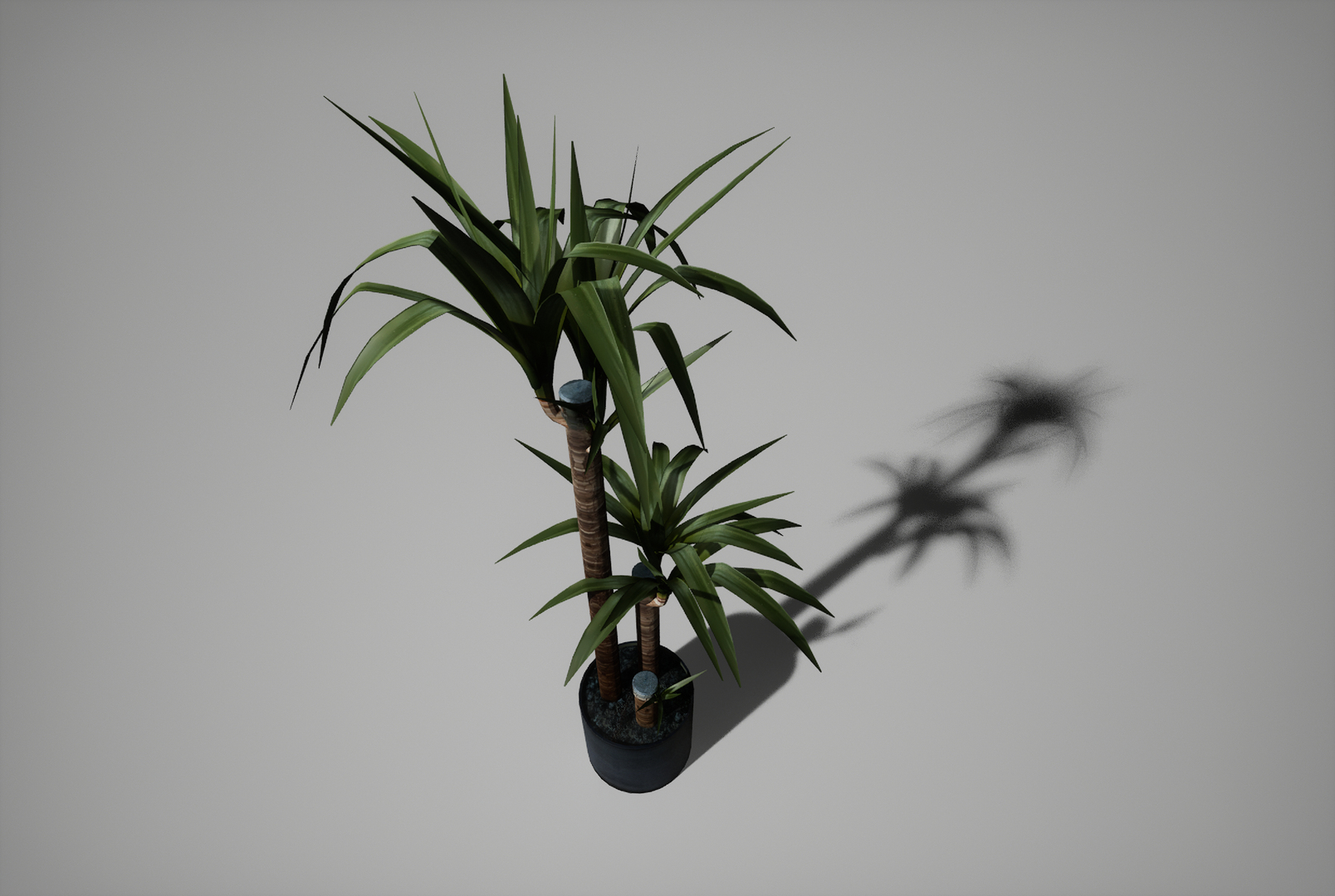 Yucca Plant Model - TurboSquid 1955123