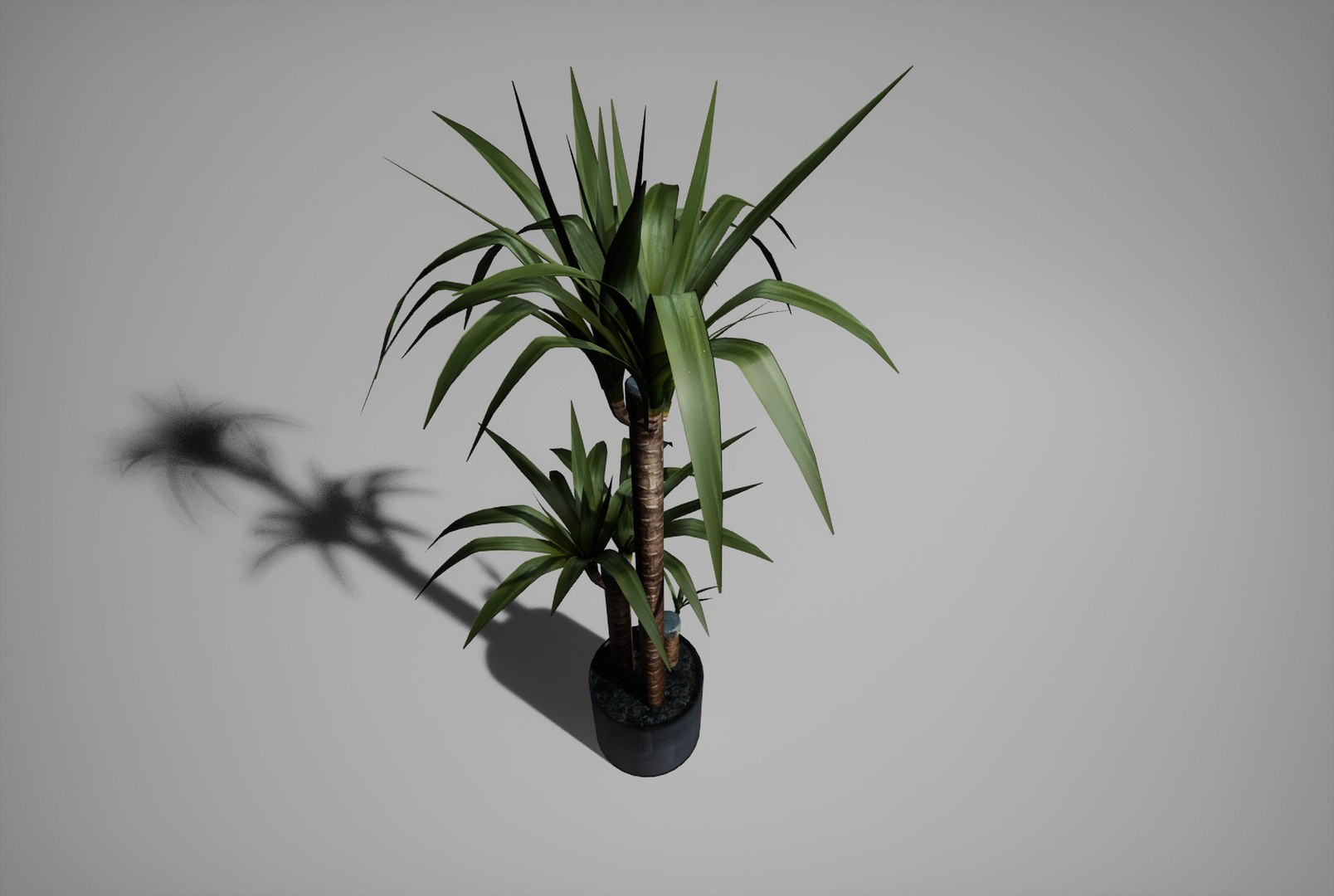 Yucca Plant Model - TurboSquid 1955123