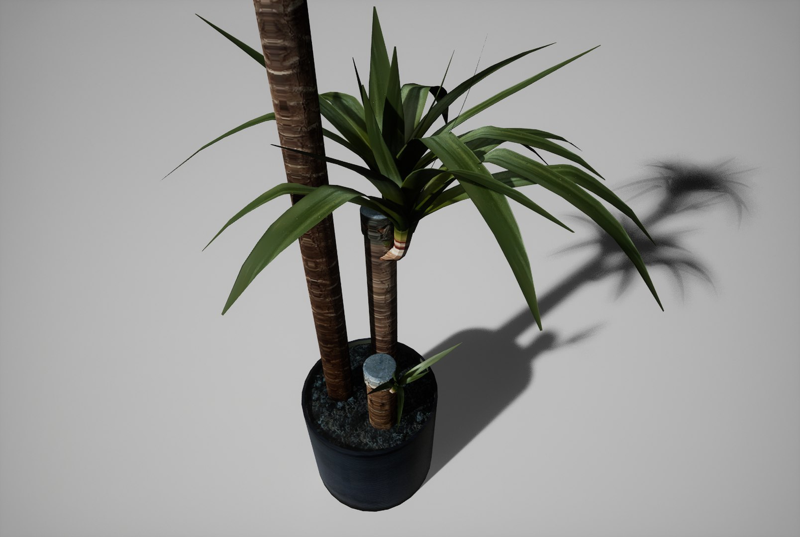 Yucca Plant Model - TurboSquid 1955123