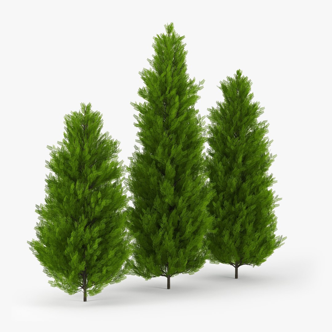 Thuja 3D - TurboSquid 1276239