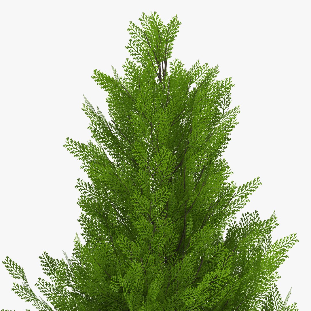 Thuja 3D - TurboSquid 1276239