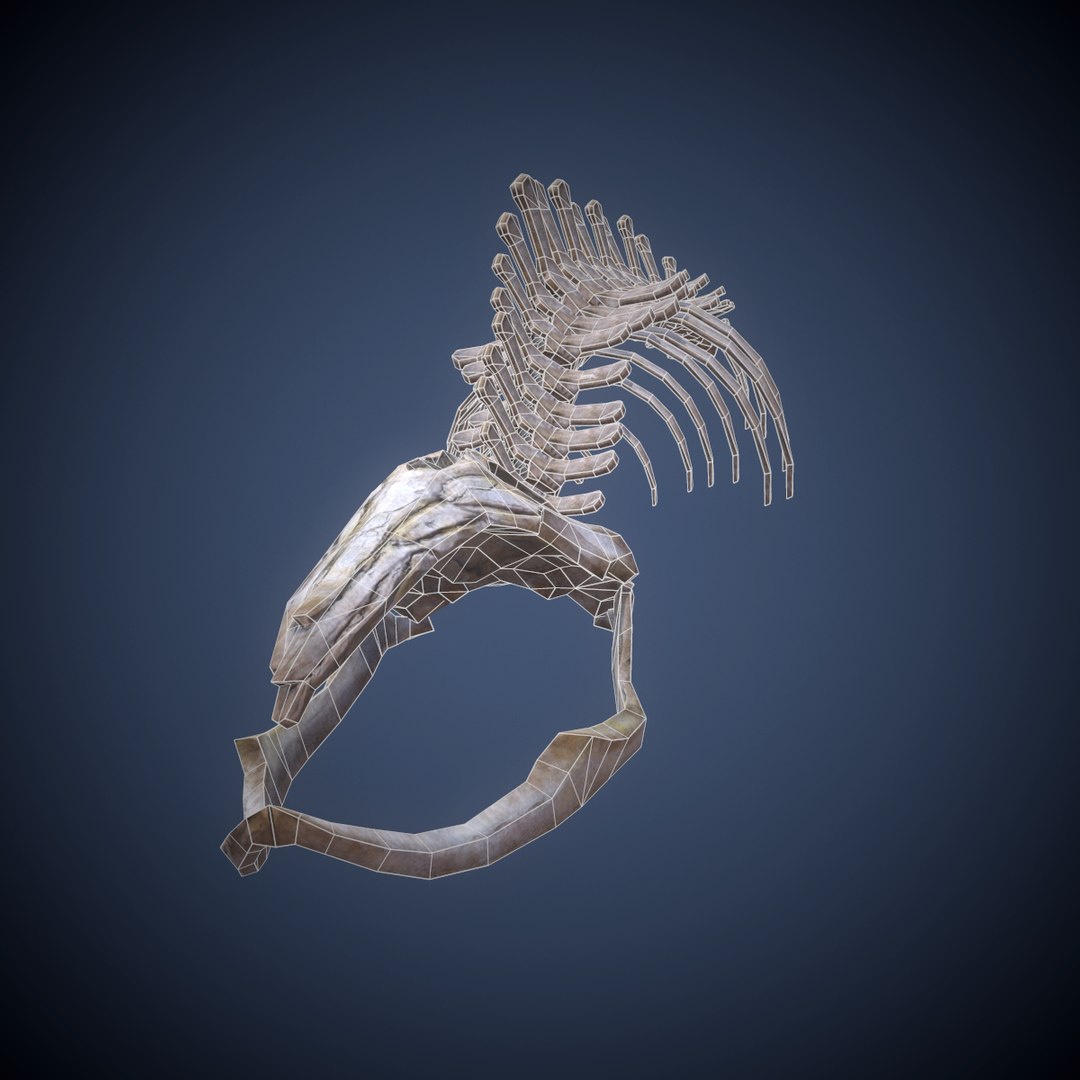 Whale Skeleton 3d X