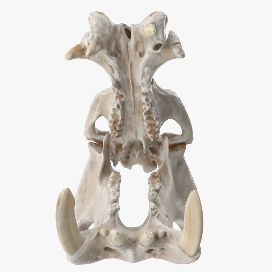 Hippopotamus Skull 3D Model - TurboSquid 1212492