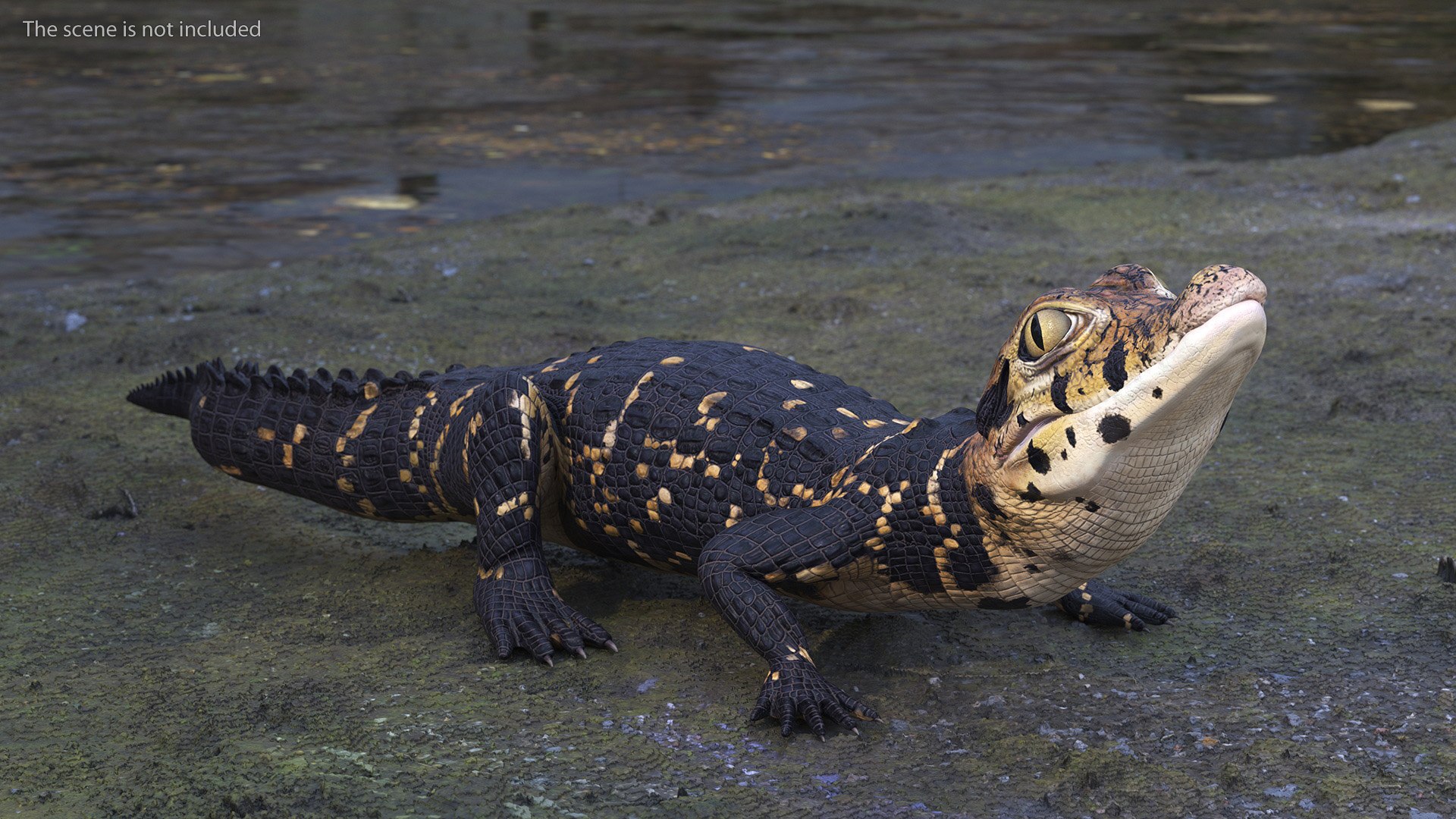 3D Black Caiman Baby Looks Up - TurboSquid 2211830
