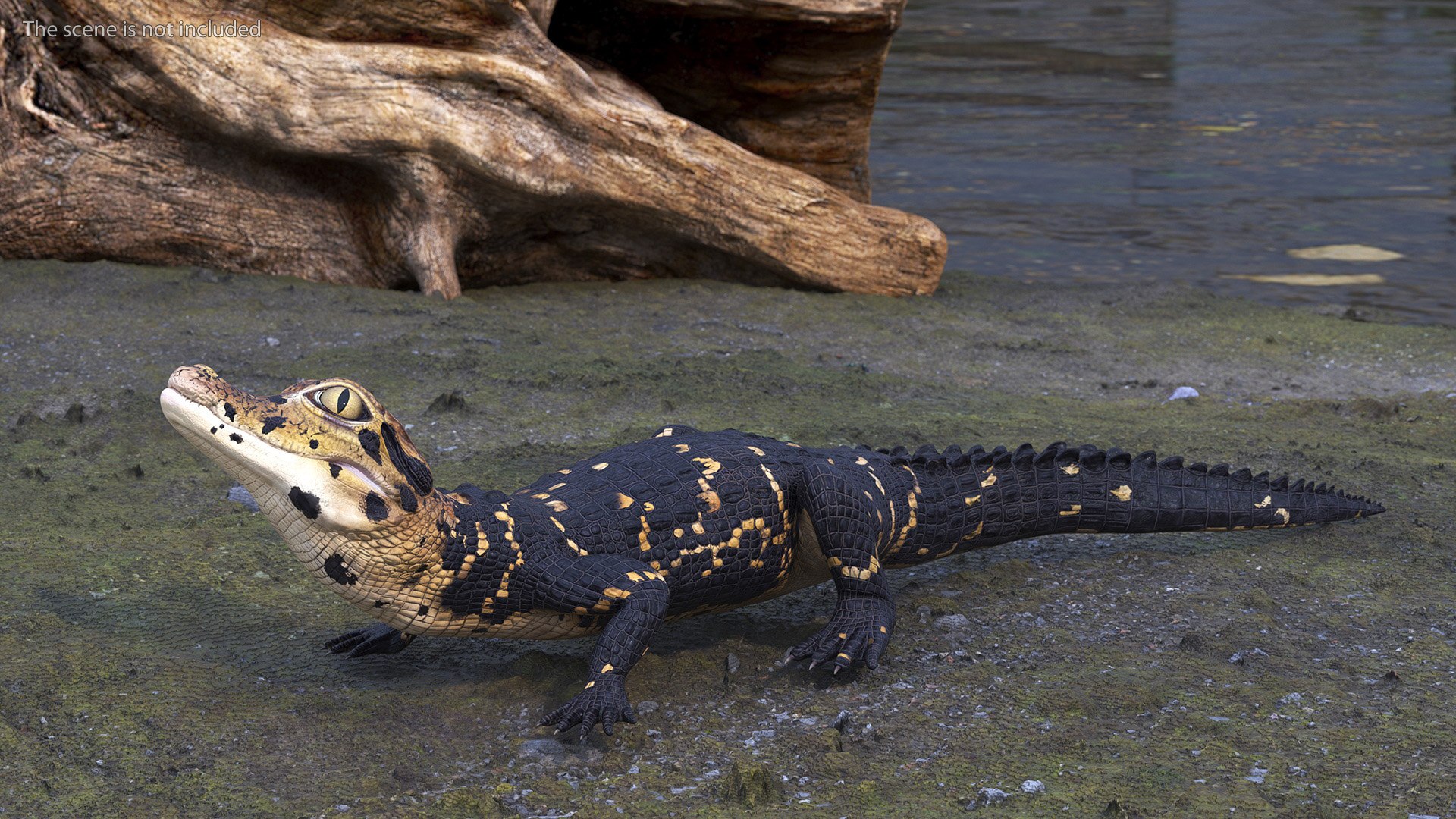 3D Black Caiman Baby Looks Up - TurboSquid 2211830