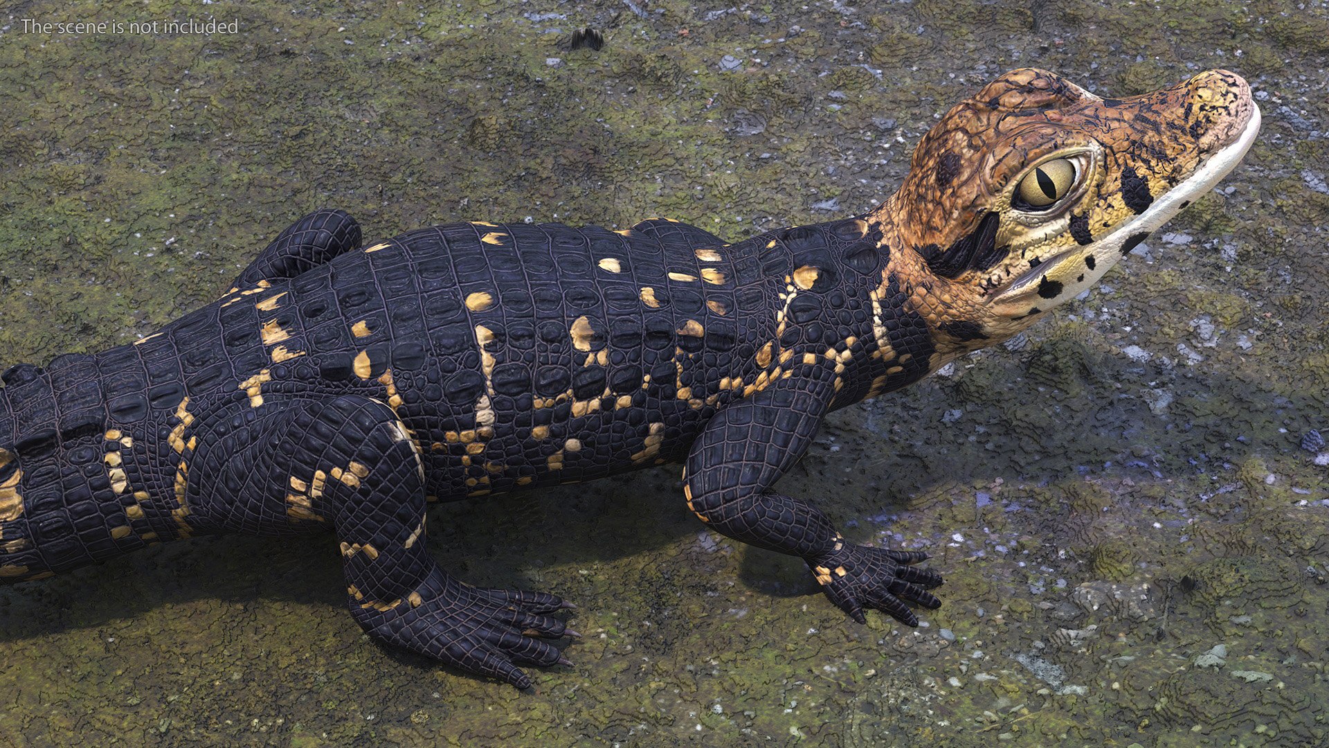 3D Black Caiman Baby Looks Up - TurboSquid 2211830