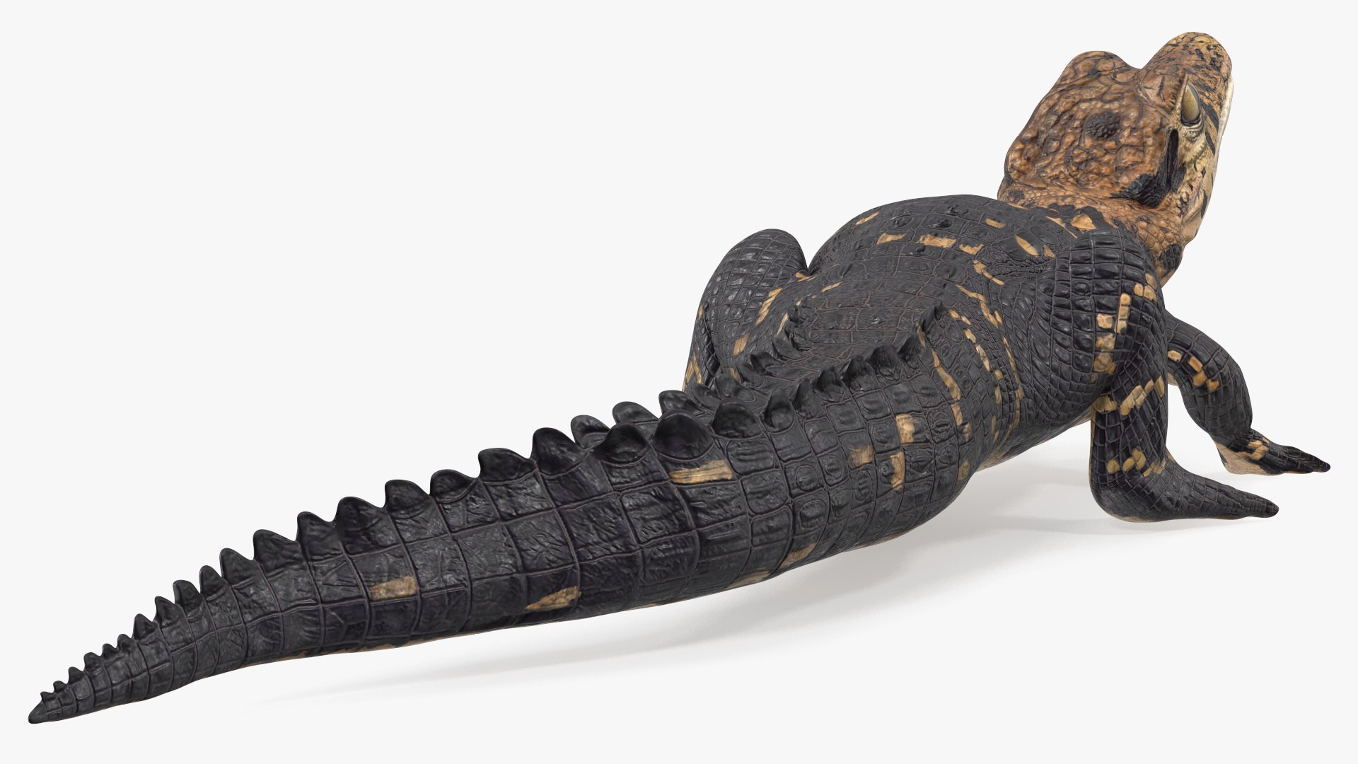 3D Black Caiman Baby Looks Up - TurboSquid 2211830
