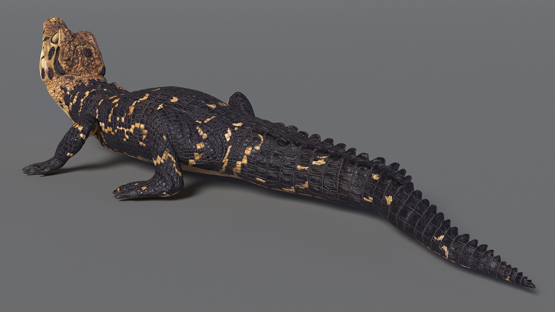 3D Black Caiman Baby Looks Up - TurboSquid 2211830