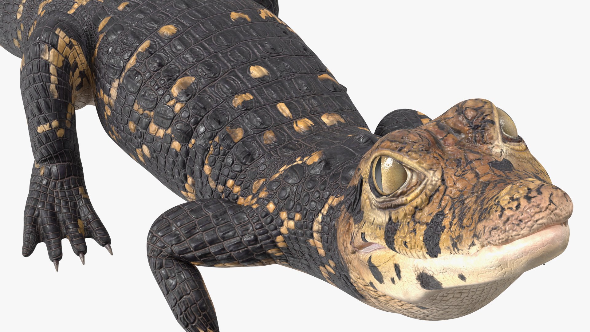 3D Black Caiman Baby Looks Up - TurboSquid 2211830