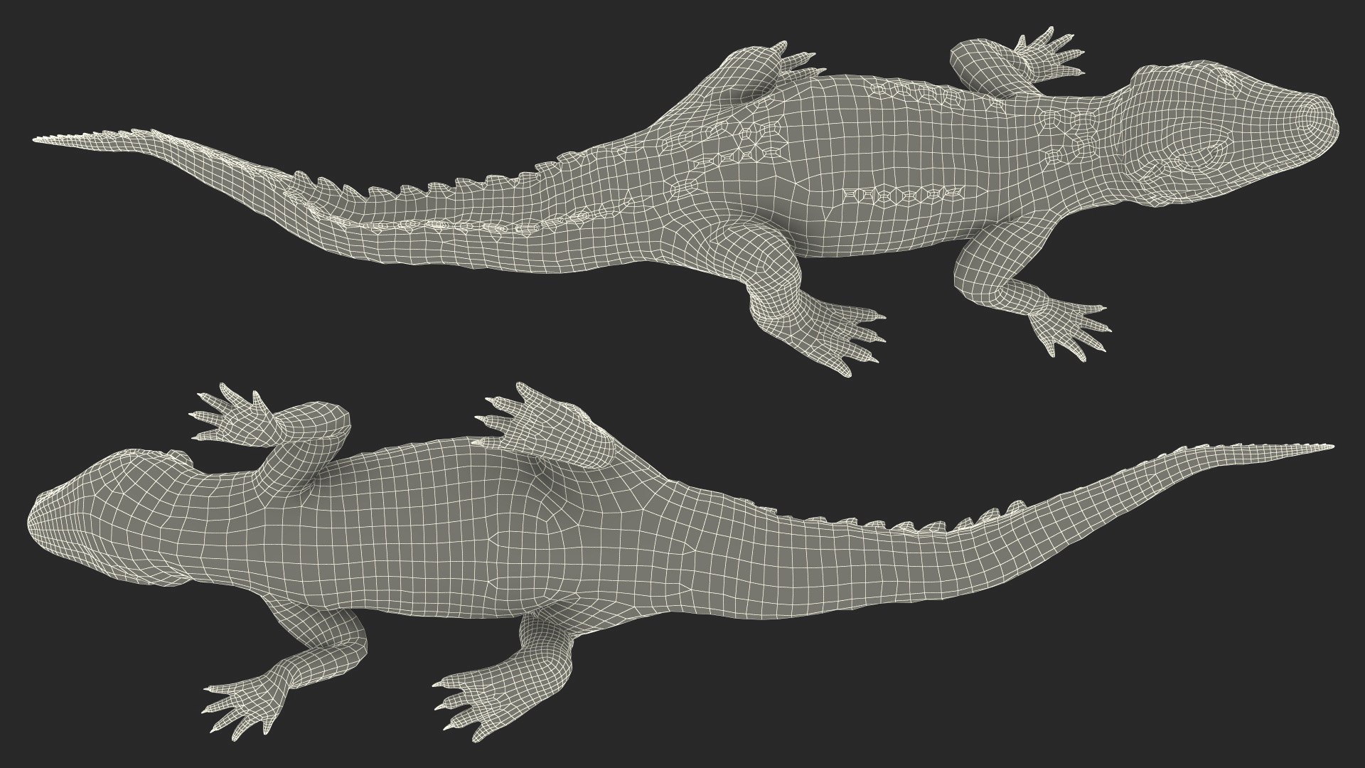 3D Black Caiman Baby Looks Up - TurboSquid 2211830
