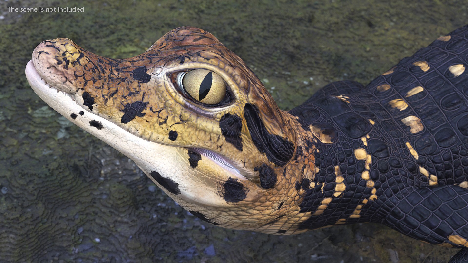 3D Black Caiman Baby Looks Up - TurboSquid 2211830